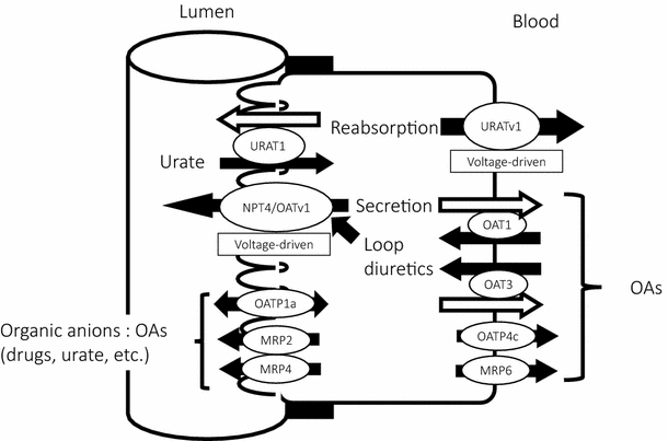 Roles of organic anion transporters (OATs) in renal proximal tubules ...