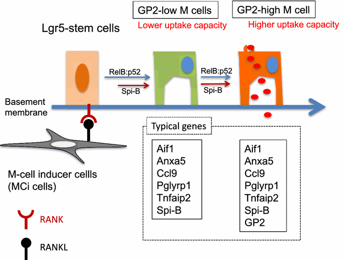 Molecular insights into the mechanisms of M-cell differentiation and ...