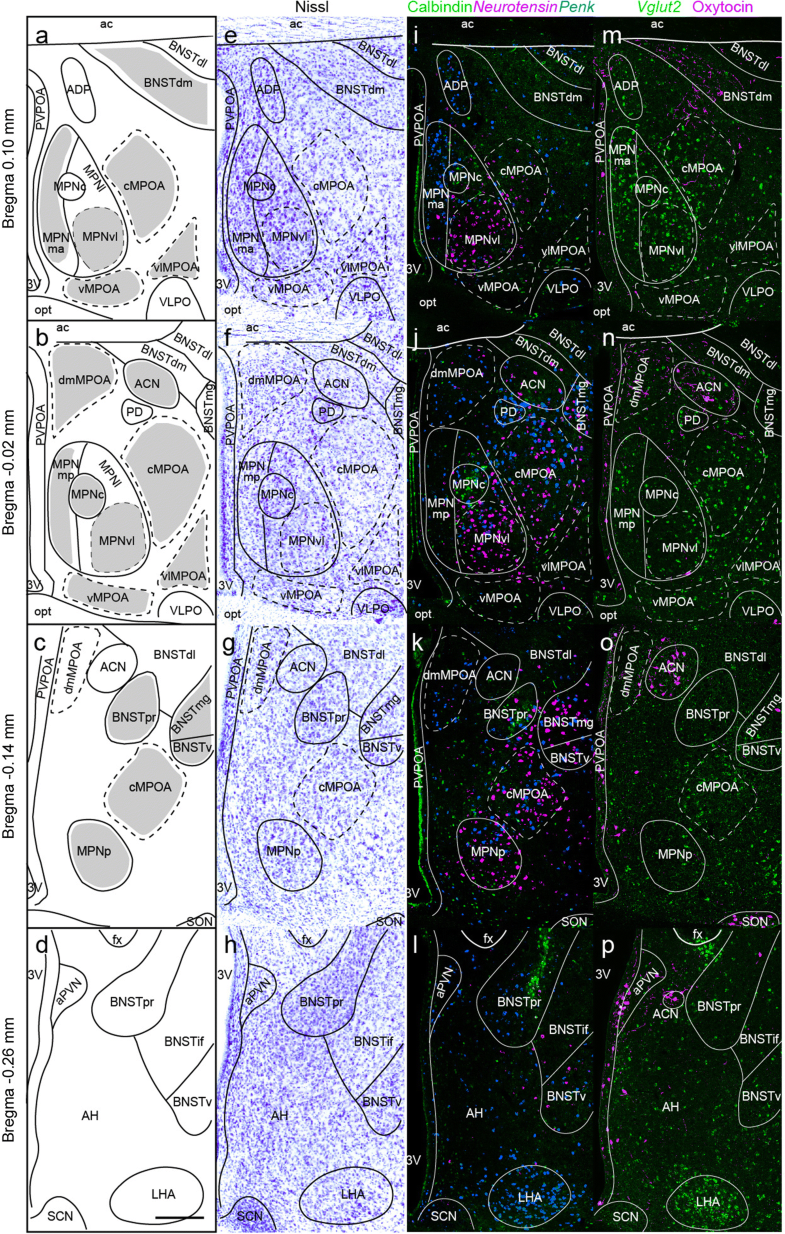 Molecular neuroanatomy of the mouse medial preoptic area with reference ...