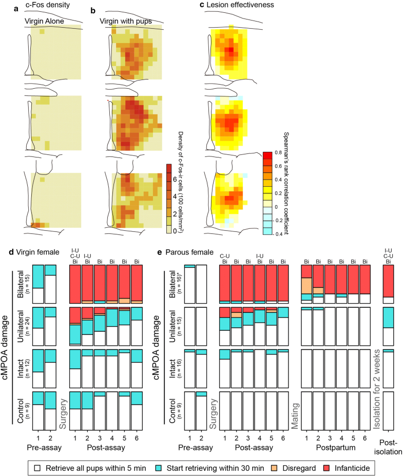 Molecular neuroanatomy of the mouse medial preoptic area with reference ...