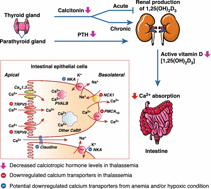 Intestinal calcium transport and its regulation in thalassemia ...