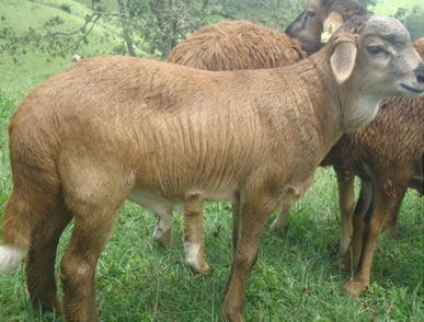 Selection Practices of Bonga Sheep Reared in Southern Ethiopia ...