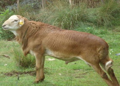 Selection Practices of Bonga Sheep Reared in Southern Ethiopia ...