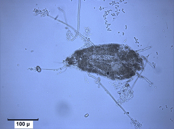 Paecilomyces lilacinus, a potential biocontrol agent on apple rust mite ...