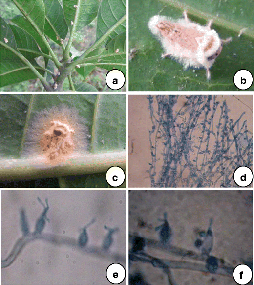 New report of Hirsutella sp. infecting mango hopper Idioscopus ...