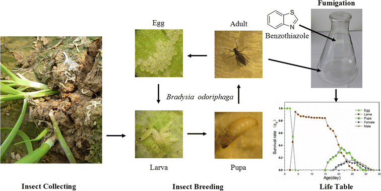 Sublethal concentration of benzothiazole adversely affect development ...
