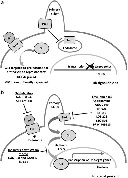 Hedgehog Pathway Inhibitors: Potential Applications in Breast Cancer ...