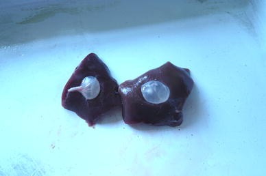 Prevalence and morphological characterisation of Cysticercus ...