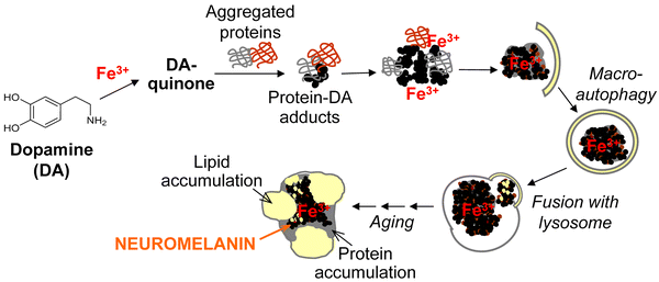 Neuromelanin of the Human Substantia Nigra: An Update | SpringerLink