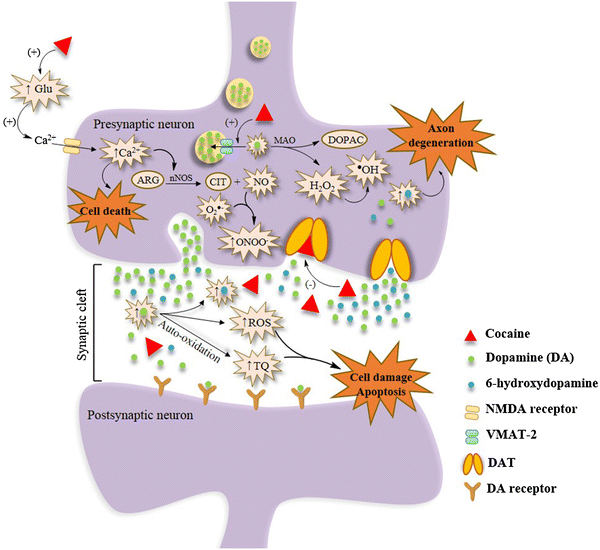 A Comprehensive View of the Neurotoxicity Mechanisms of Cocaine and ...