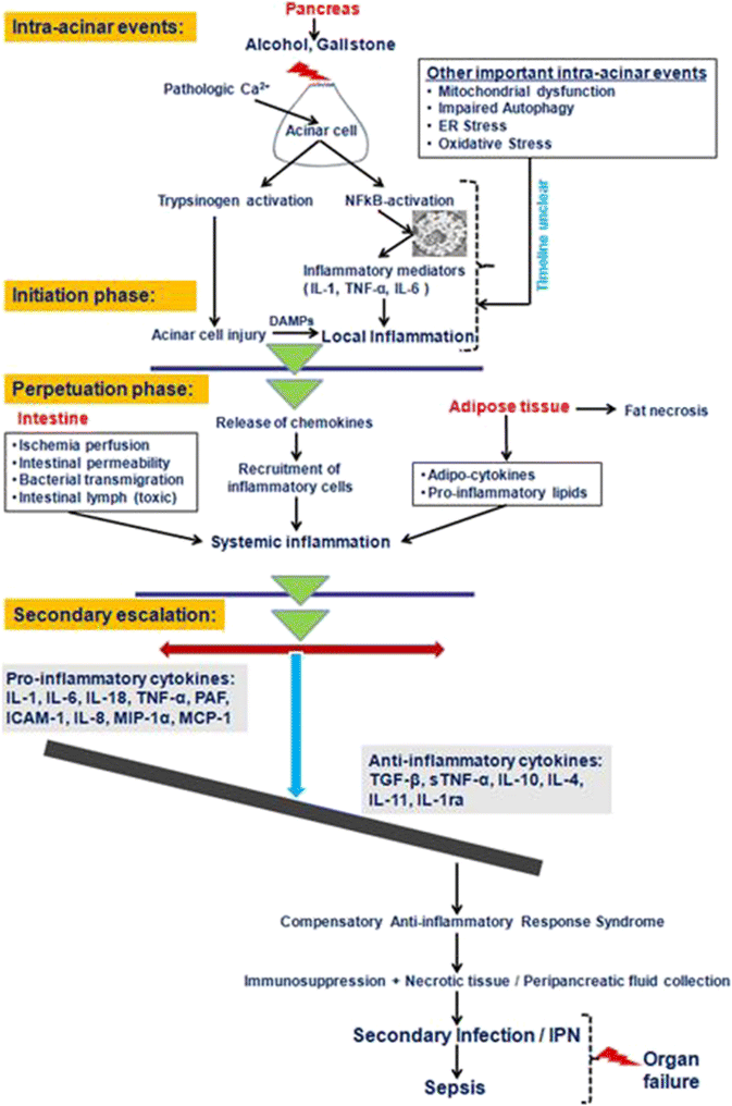 Pathophysiological mechanisms in acute pancreatitis: Current understanding | SpringerLink