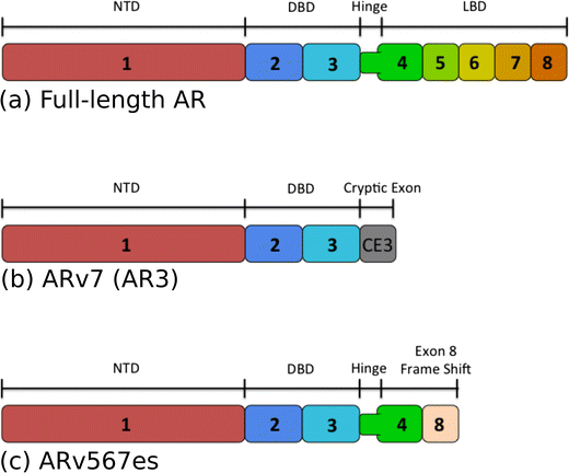 Moving Beyond the Androgen Receptor (AR): Targeting AR-Interacting ...