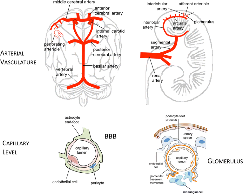 The Cerebrovascular-Chronic Kidney Disease Connection: Perspectives and ...