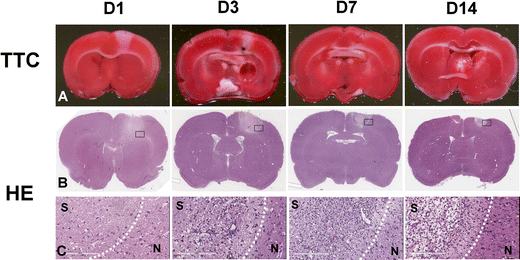 Evolutional Characterization of Photochemically Induced Stroke in Rats ...