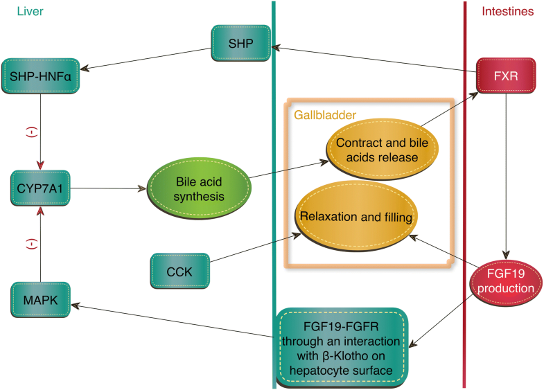 FGF19 subfamily members: FGF19 and FGF21 | SpringerLink