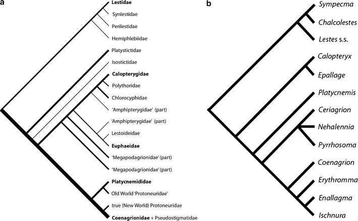 Phylogeny, classification and taxonomy of European dragonflies and ...