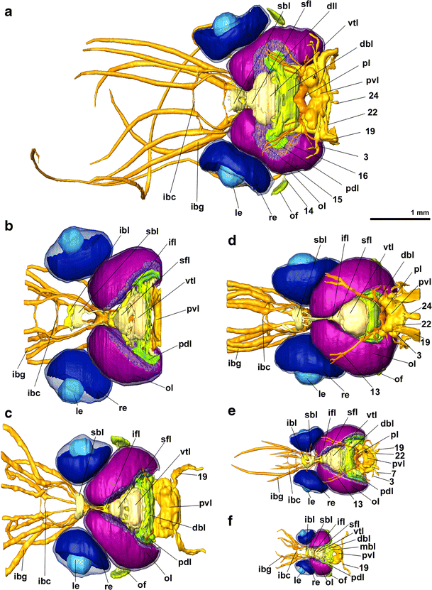 Comparative 3D microanatomy and histology of the eyes and central ...
