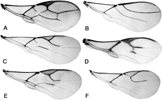 Evolutionary relationships of wing venation and wing size and shape in ...