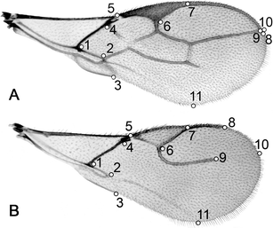 Evolutionary relationships of wing venation and wing size and shape in ...