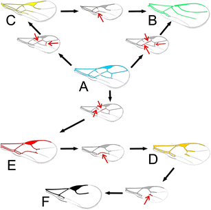 Evolutionary relationships of wing venation and wing size and shape in ...