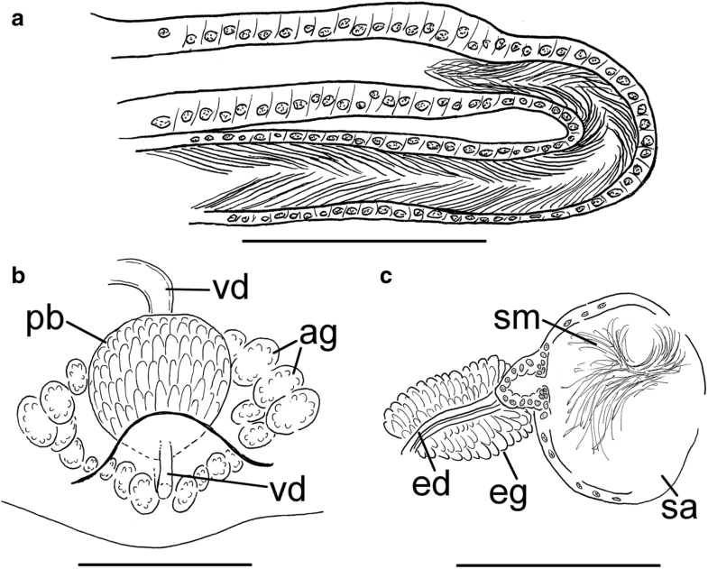 The popular model annelid Enchytraeus albidus is only one species in a ...
