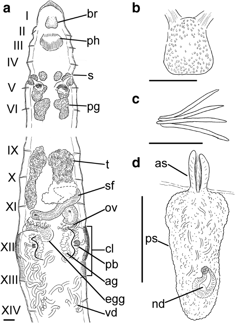 The popular model annelid Enchytraeus albidus is only one species in a ...