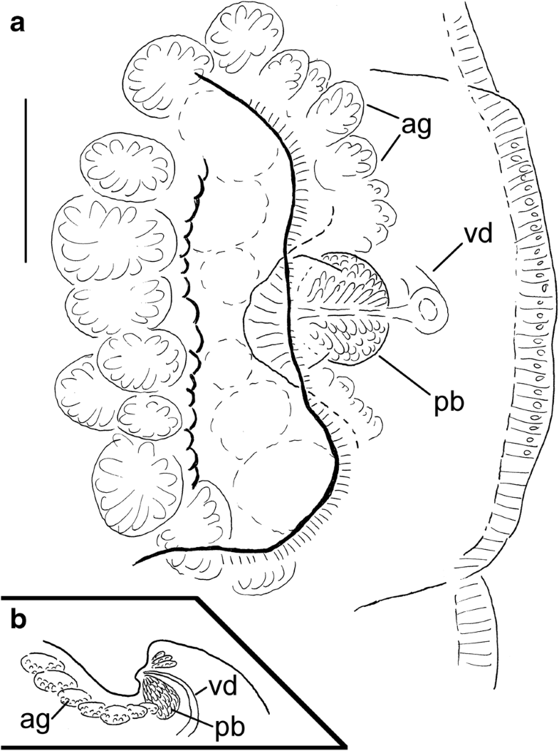 The popular model annelid Enchytraeus albidus is only one species in a ...