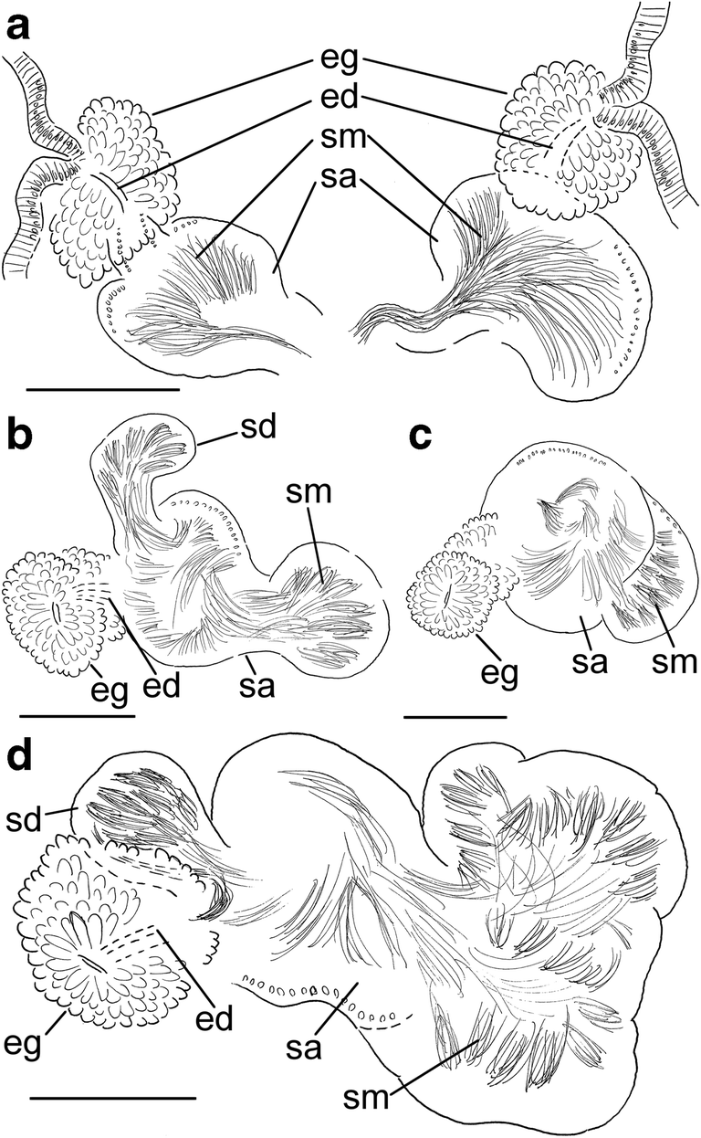 The popular model annelid Enchytraeus albidus is only one species in a ...