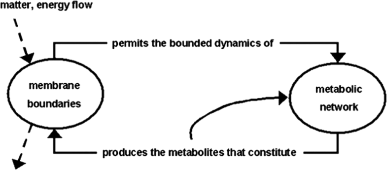 Autopoiesis, biological autonomy and the process view of life ...