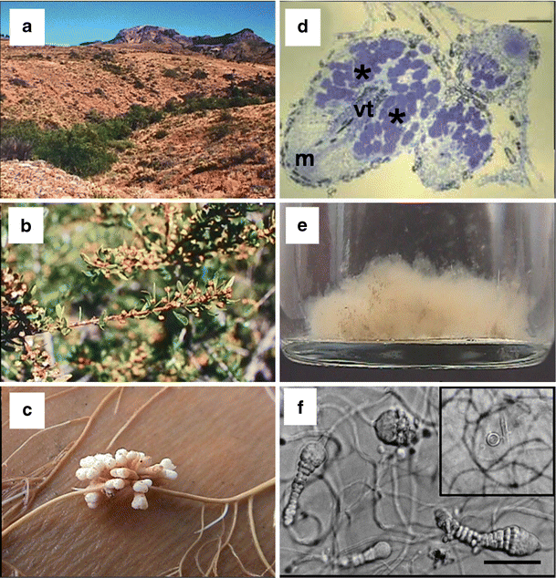 Life in soil by the actinorhizal root nodule endophyte Frankia. A ...