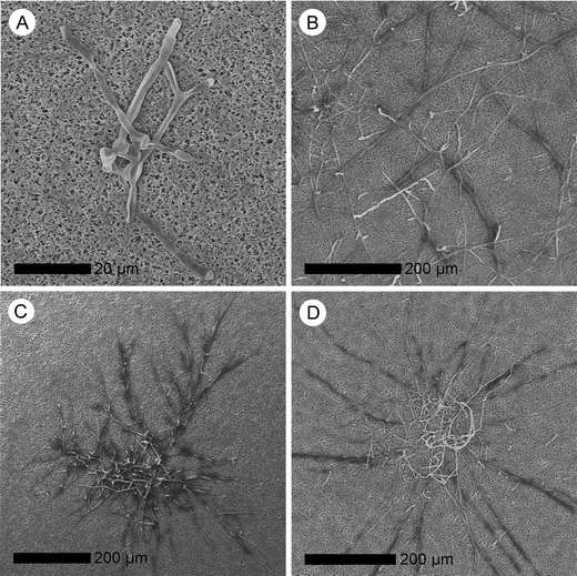 Recognition mechanisms during the pre-contact state of lichens: I ...