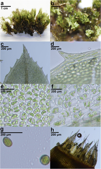 A morphological and phylogenetic study of a filamentous cyanobacterium ...