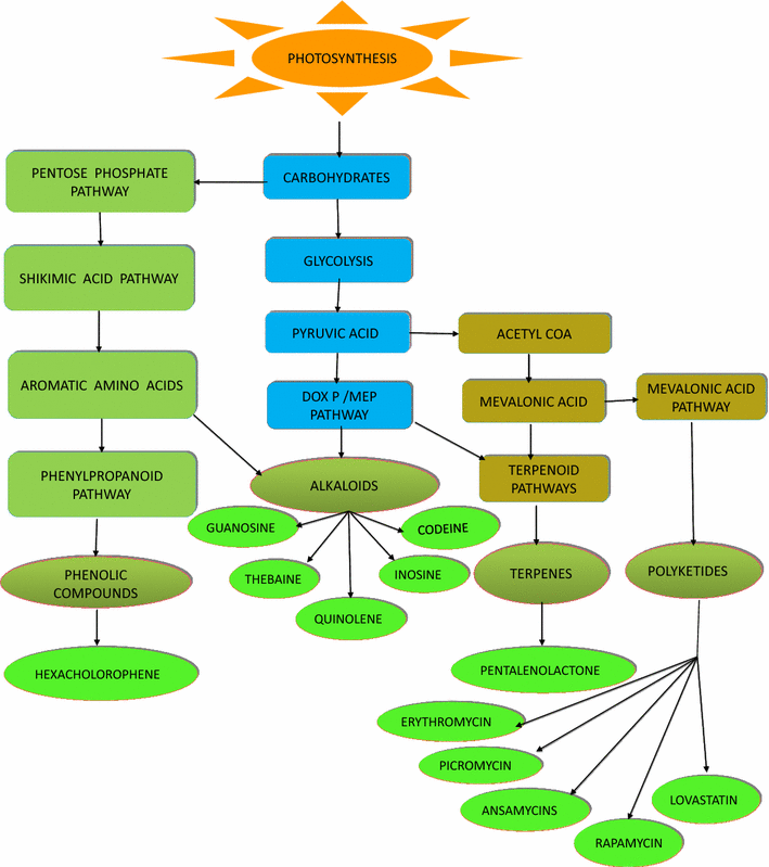 Endophytic bacteria: a new source of bioactive compounds | SpringerLink