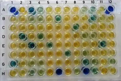 Modified microplate method for rapid and efficient estimation of ...