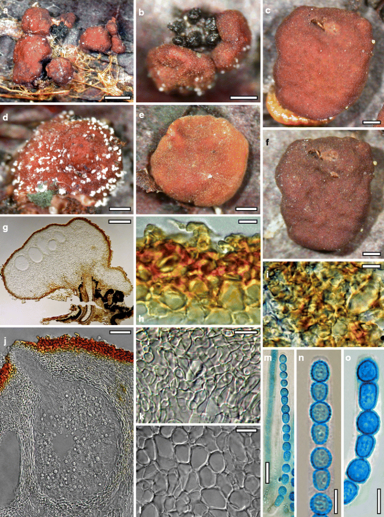 European species of Hypocrea part II: species with hyaline ascospores ...