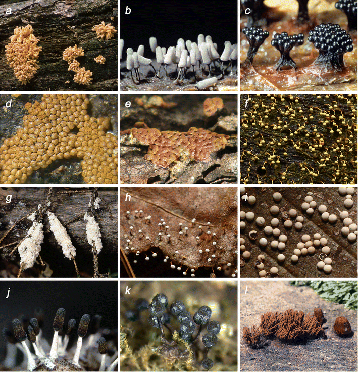 From morphological to molecular: studies of myxomycetes since the ...