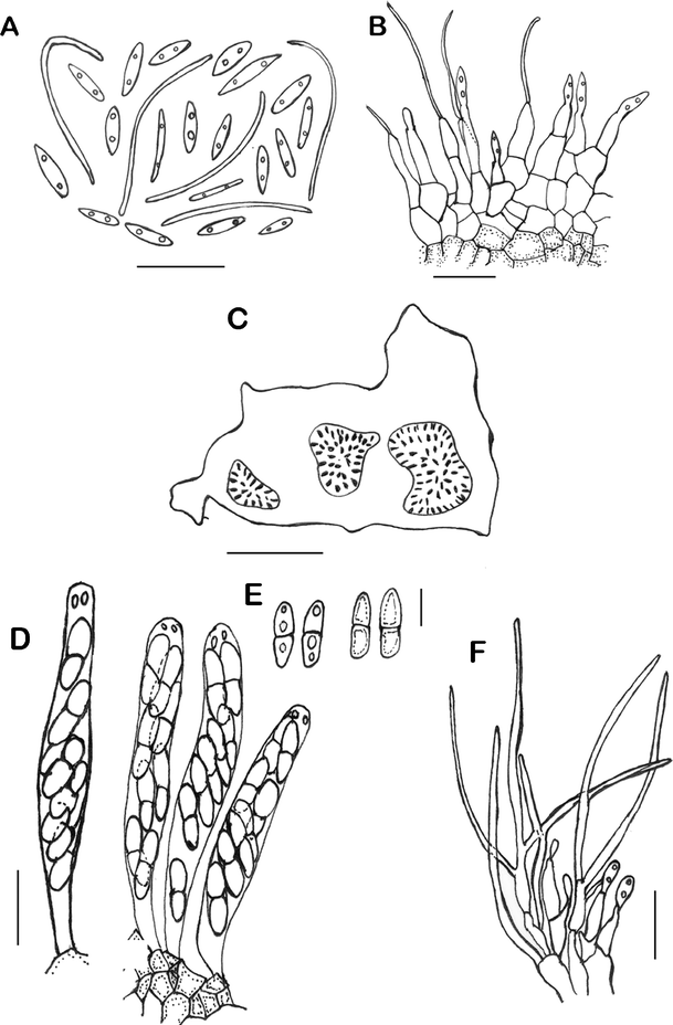 The genus Phomopsis: biology, applications, species concepts and names ...