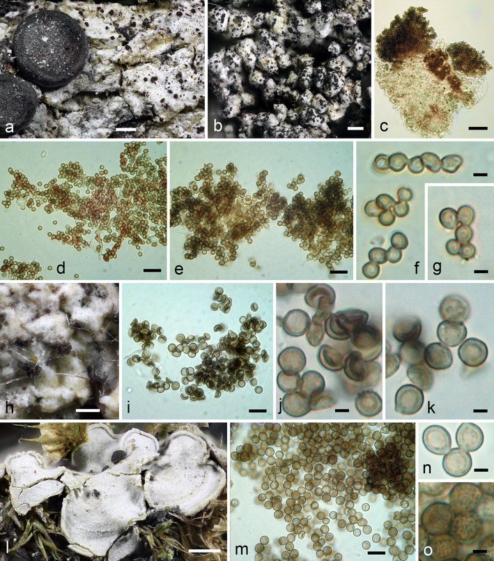 Molecular data place the hyphomycetous lichenicolous genus Sclerococcum ...