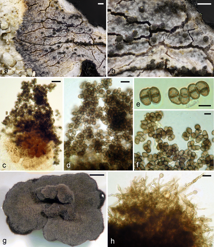 Molecular data place the hyphomycetous lichenicolous genus Sclerococcum ...