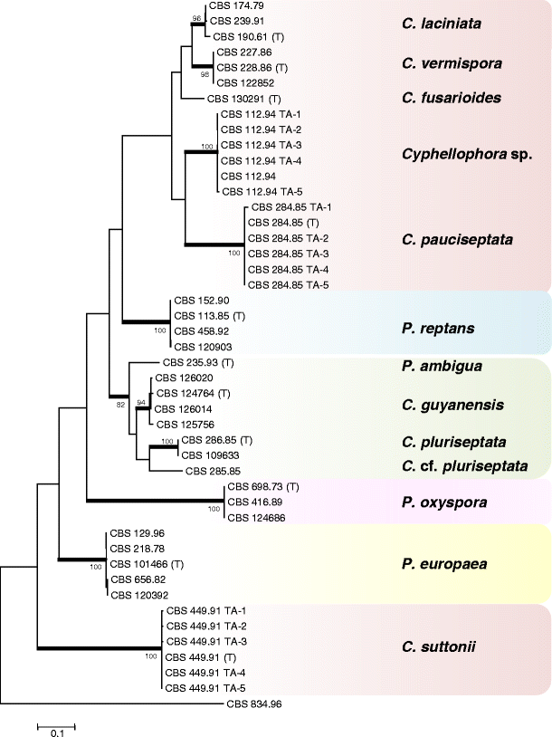 Cyphellophora and its relatives in Phialophora: biodiversity and ...