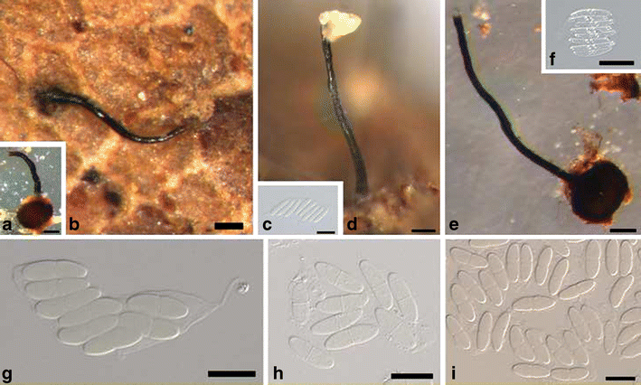 Phylogeny and taxonomy of Ophiognomonia (Gnomoniaceae , Diaporthales ...