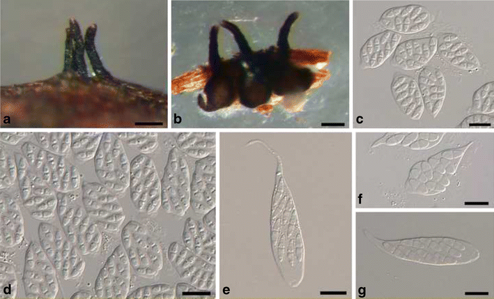 Phylogeny and taxonomy of Ophiognomonia (Gnomoniaceae , Diaporthales ...