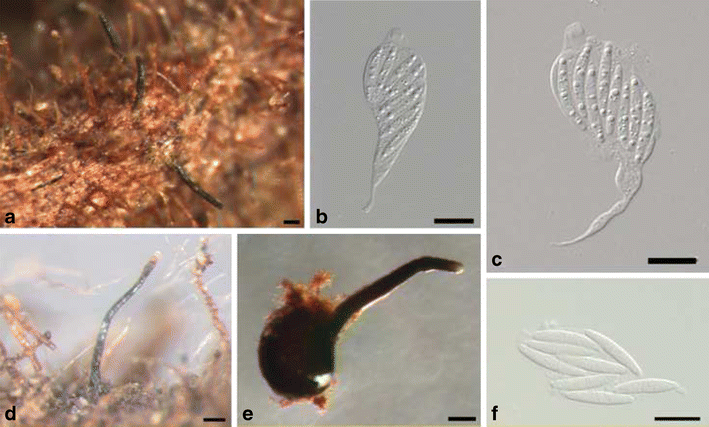 Phylogeny and taxonomy of Ophiognomonia (Gnomoniaceae , Diaporthales ...