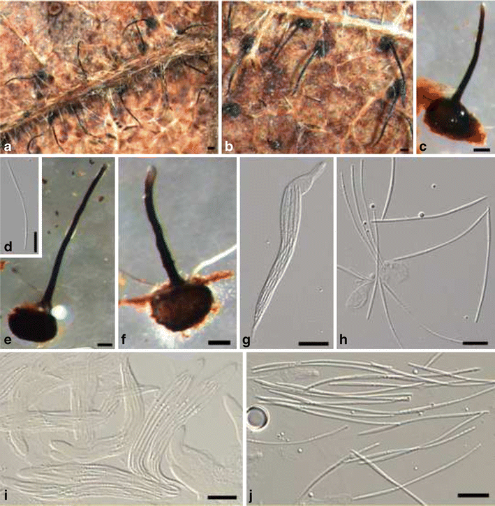 Phylogeny and taxonomy of Ophiognomonia (Gnomoniaceae , Diaporthales ...