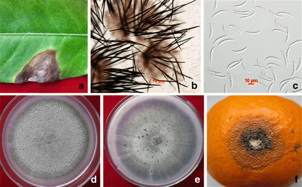 Colletotrichum species associated with cultivated citrus in China ...