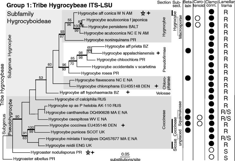 Molecular phylogeny, morphology, pigment chemistry and ecology in ...