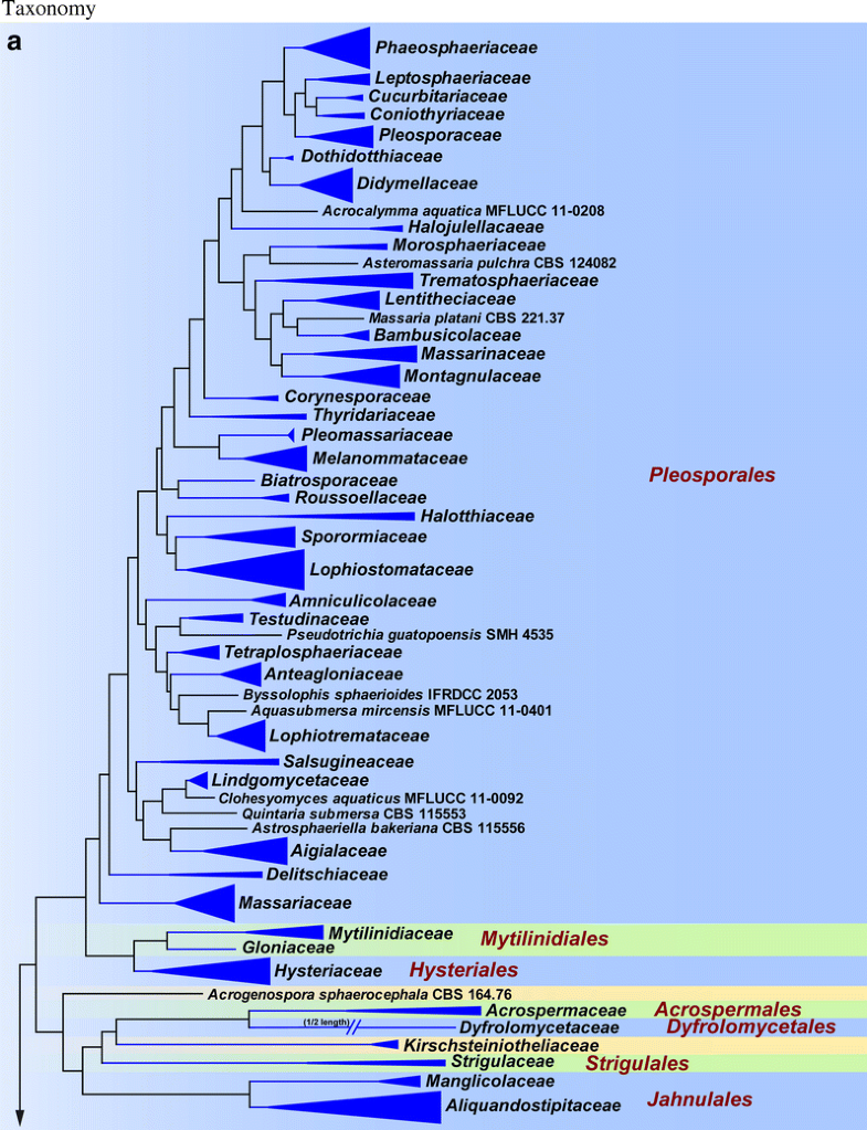 Families of Dothideomycetes | SpringerLink