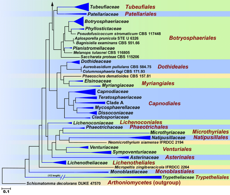 Families of Dothideomycetes | SpringerLink