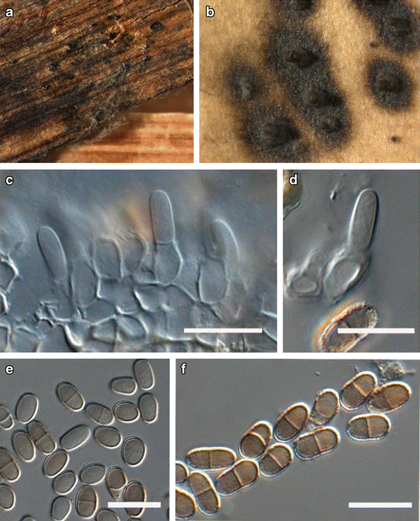 Families of Dothideomycetes | SpringerLink