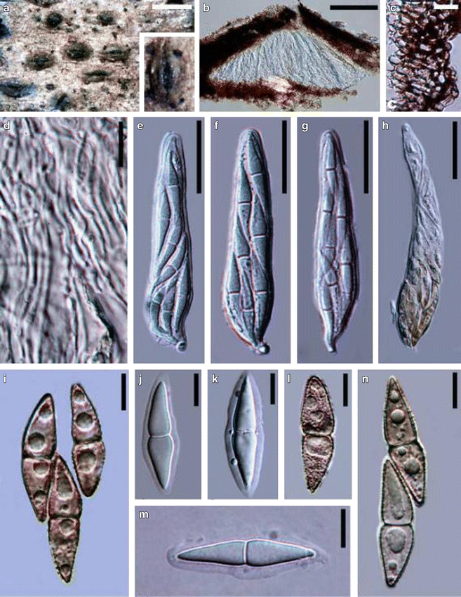 Families of Dothideomycetes | SpringerLink